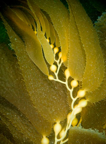 THE KELP SEAWEED AND THEIR PROPERTIES FOR A HEALTHY LIFE | Algamania