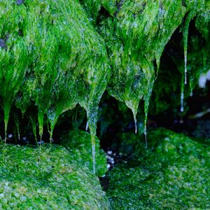 alga-Klamath-en-la-roca | Algamania